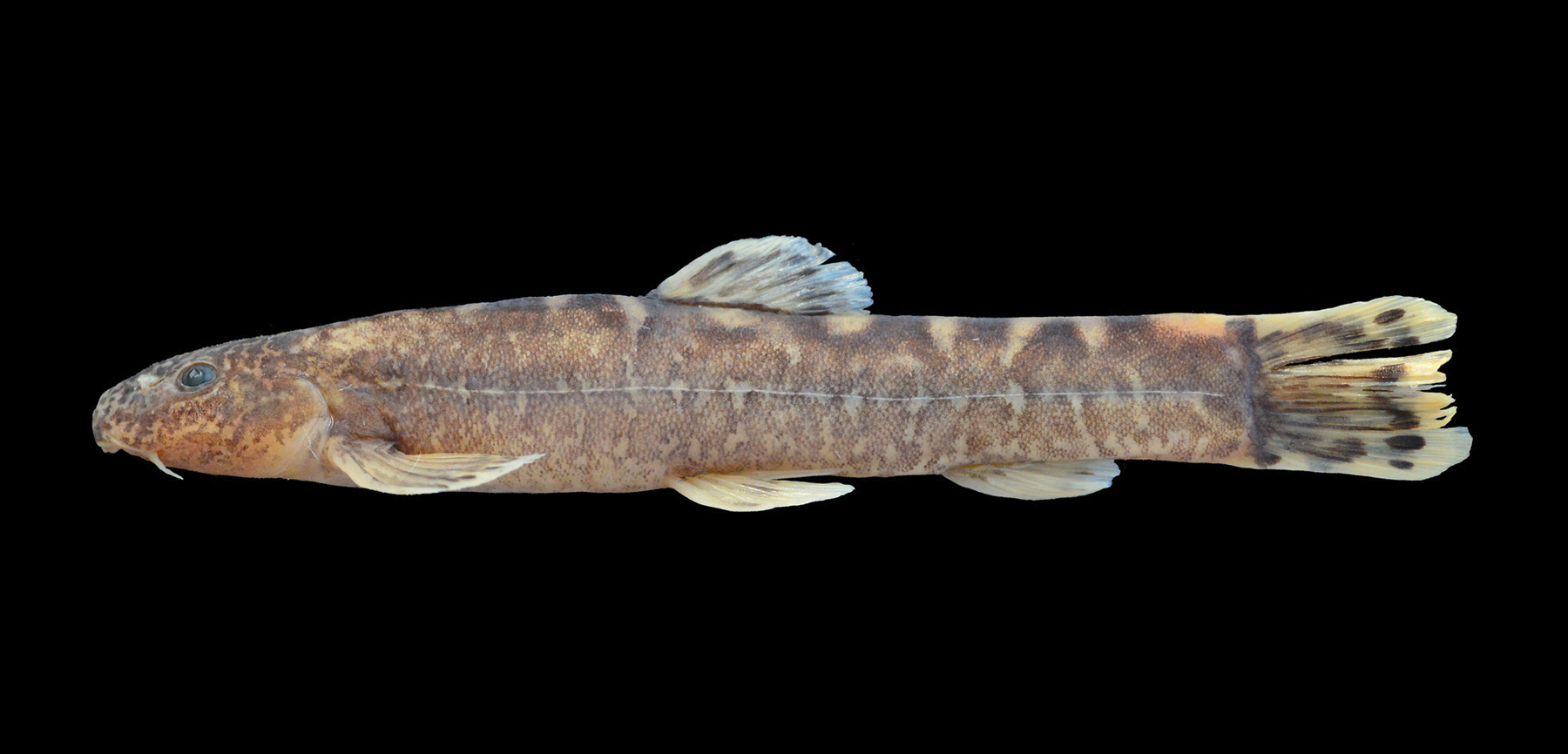 A new nemacheilid loach from the eastern Black Sea basin – Caucasus ...