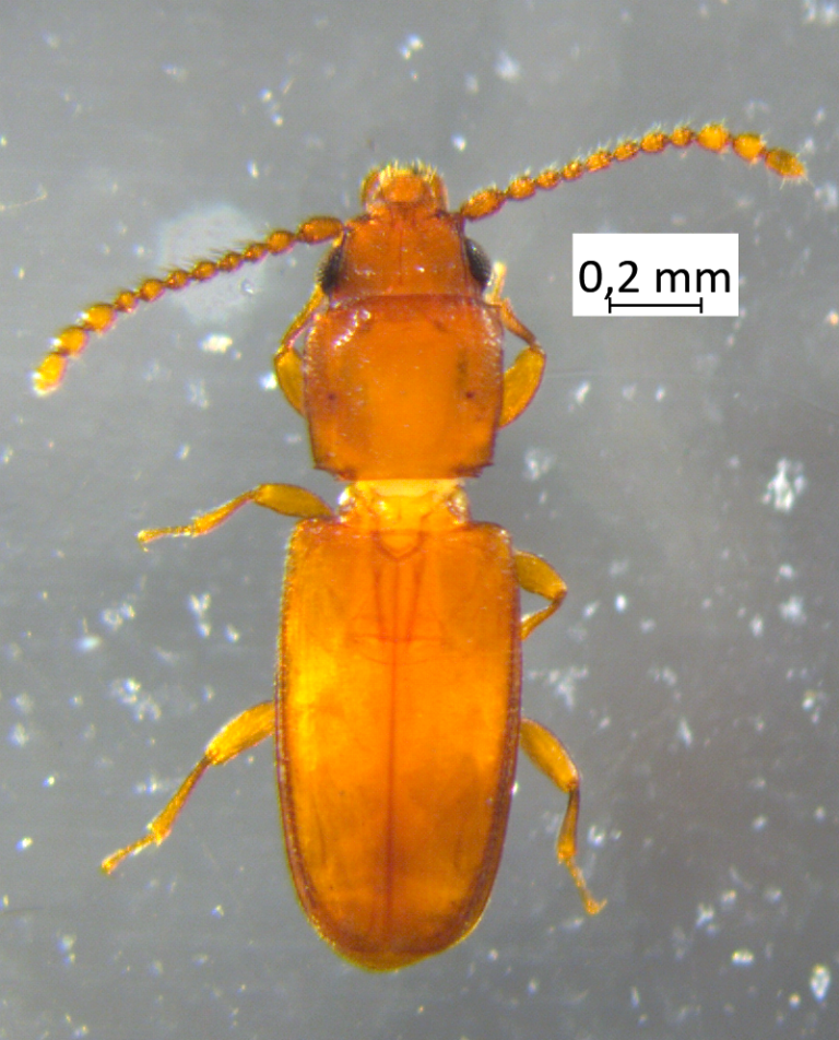 CaBOL Taxa – Caucasus Barcode of Life