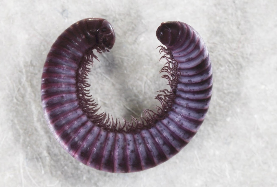 CaBOL Theses and Internships – Caucasus Barcode of Life