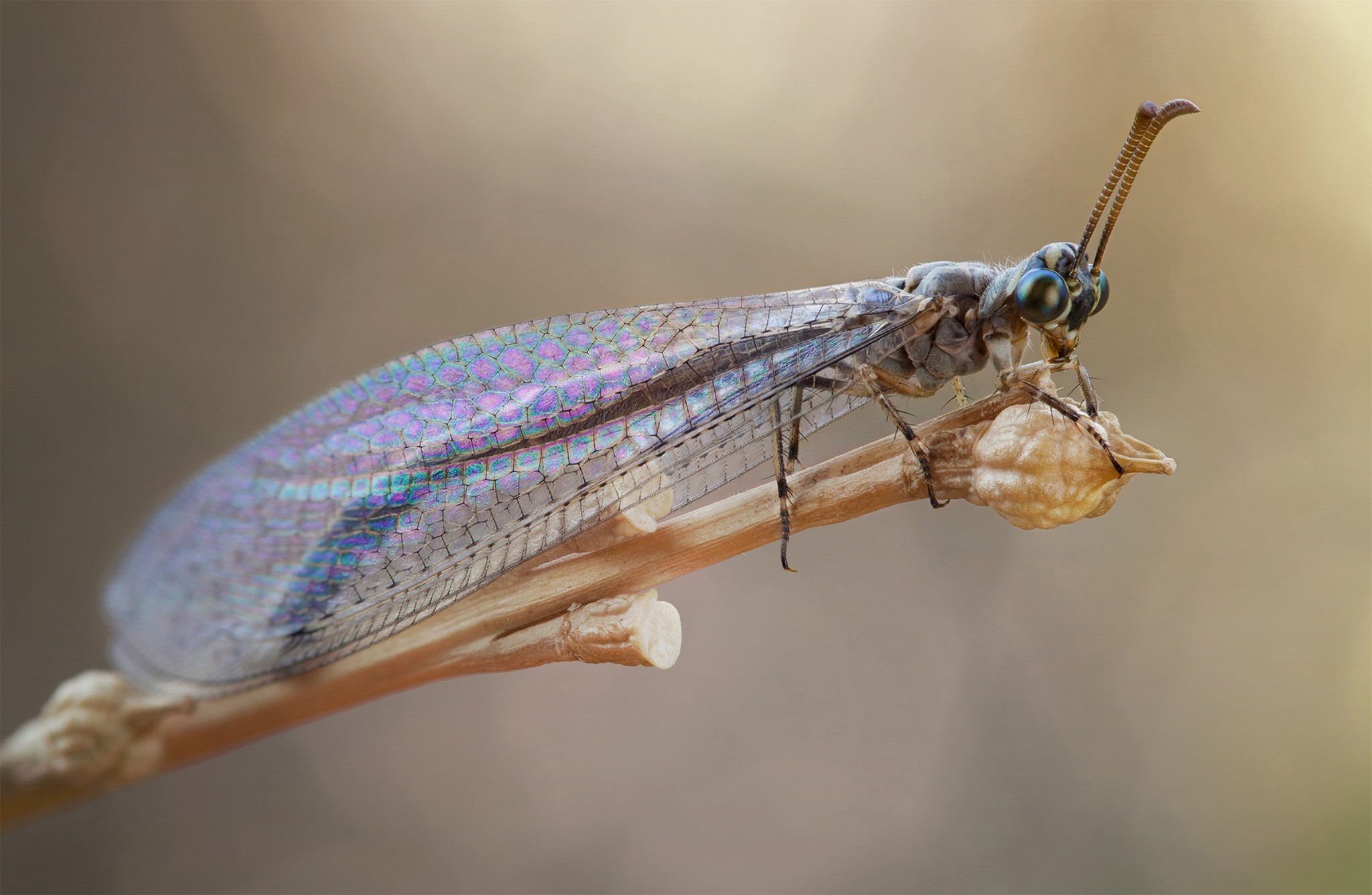 CaBOL Media – Caucasus Barcode of Life